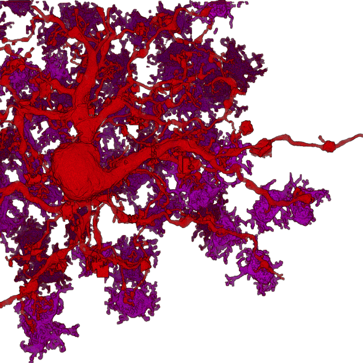 We gain insights into the healthy and diseased nervous system by ...